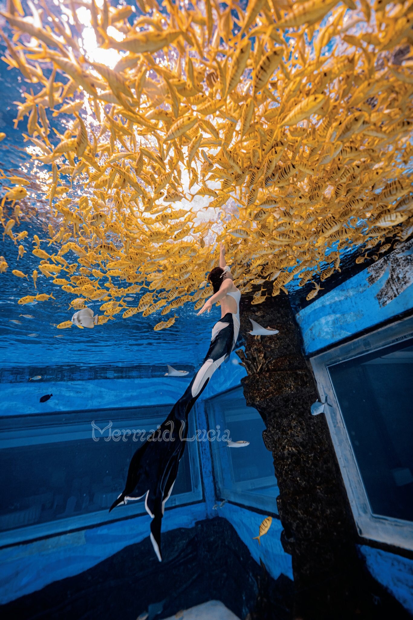 Mermaid Orca Whale Tail Style 1 – Mermaid Lucia Official