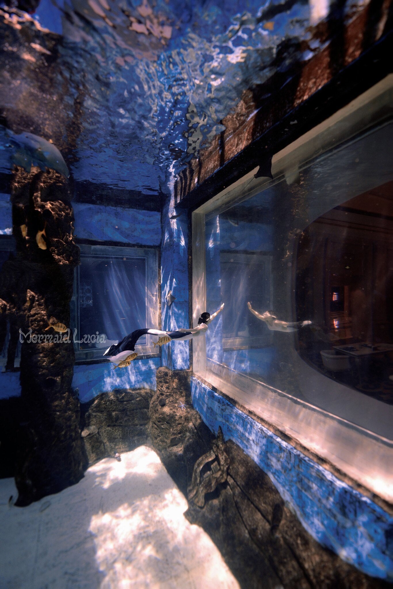 Mermaid Orca Whale Tail Style 1 – Mermaid Lucia Official